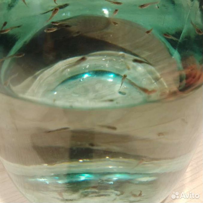 Мальки гуппи