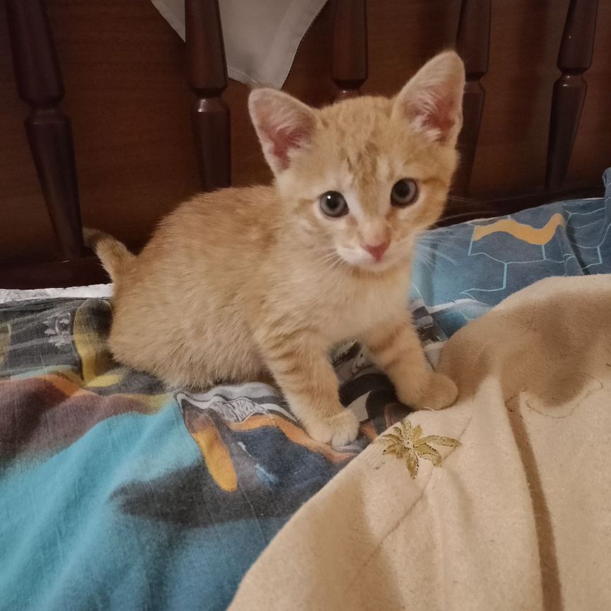 Рыжий кот