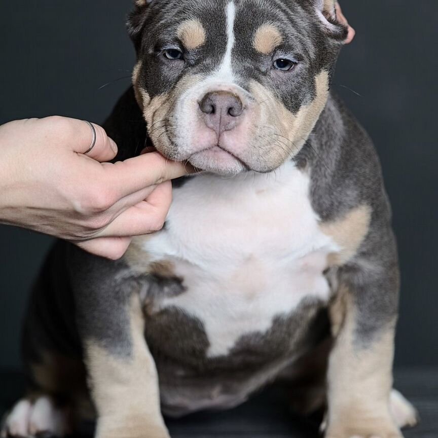 Американский булли, щенок