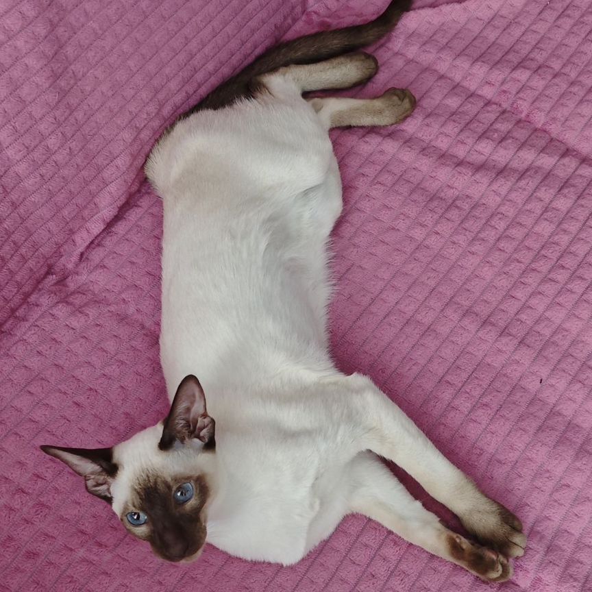 Ориентальный котёнок