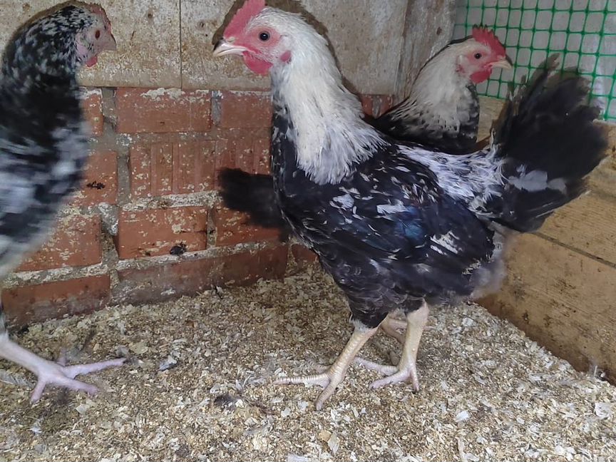 Молодые петухи