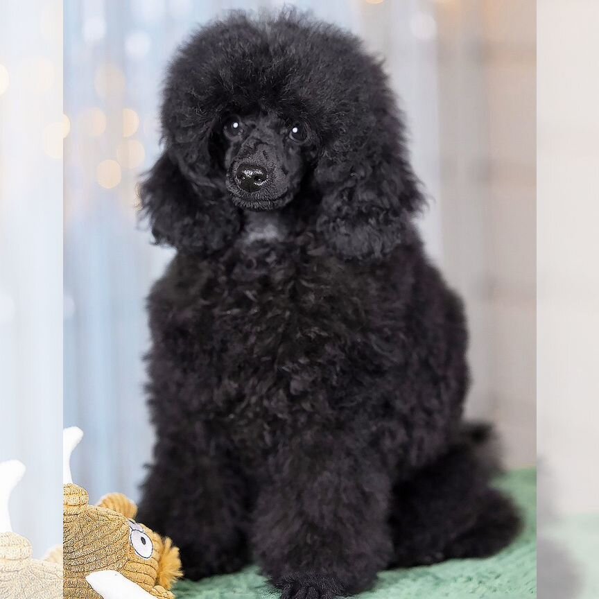 Той-пудель, щенок