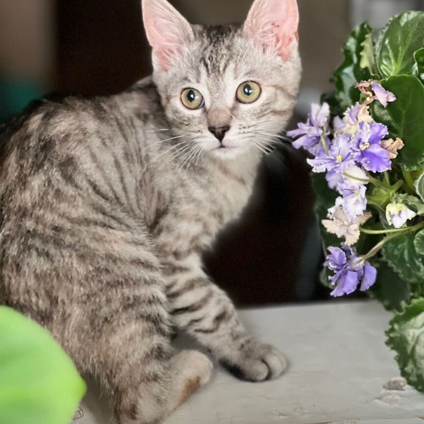 Котенок Мия