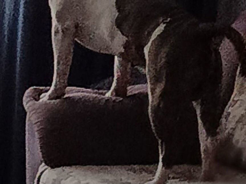 Вязка кабель Американский булль XL