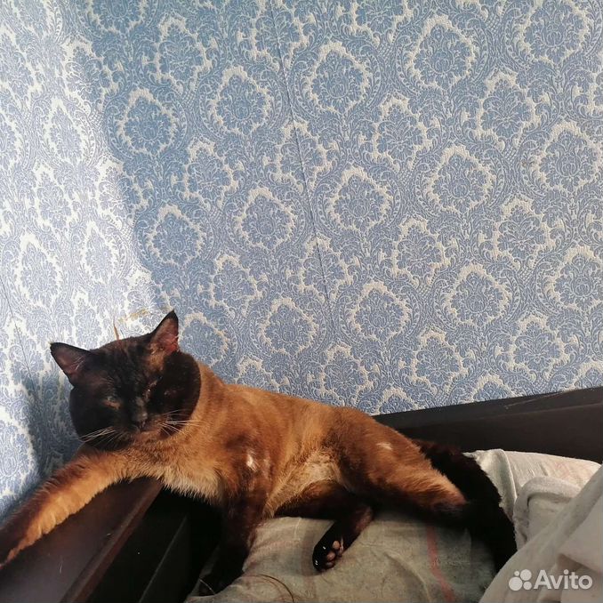 Сиамский кот вязка