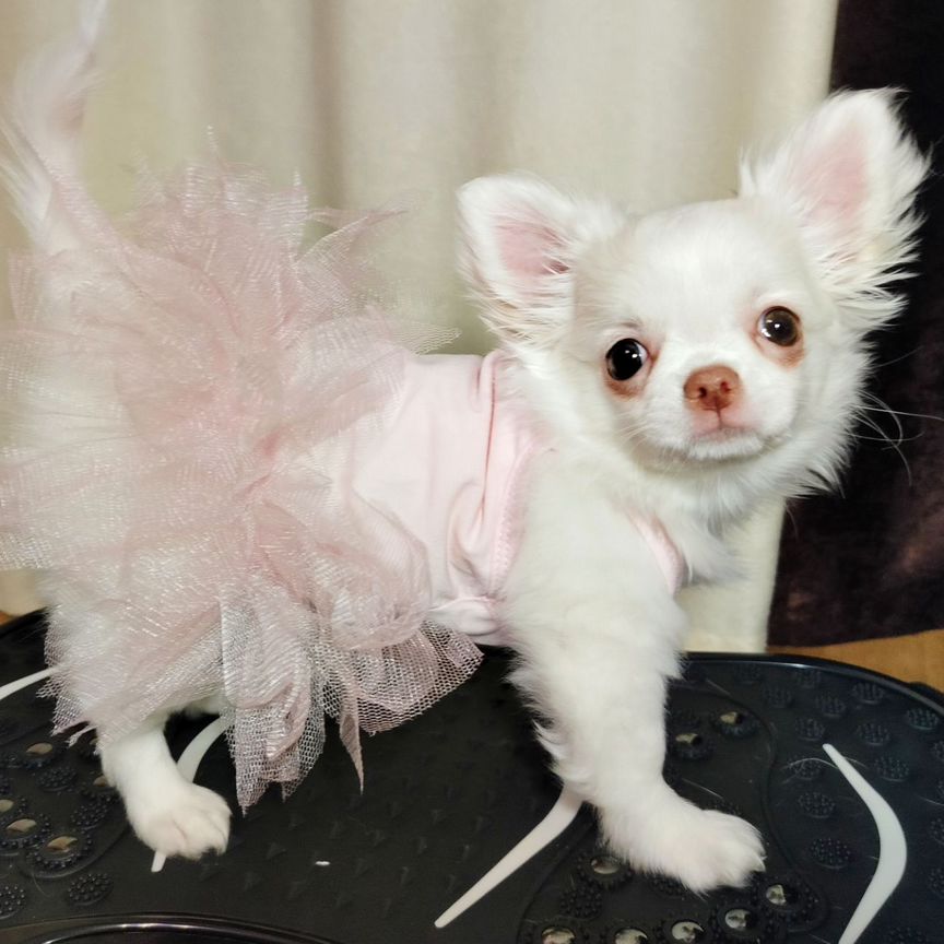 Чихуахуа, щенок