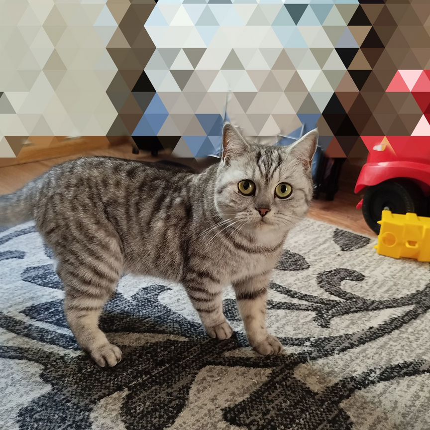 Отдадим кошечку в хорошие руки