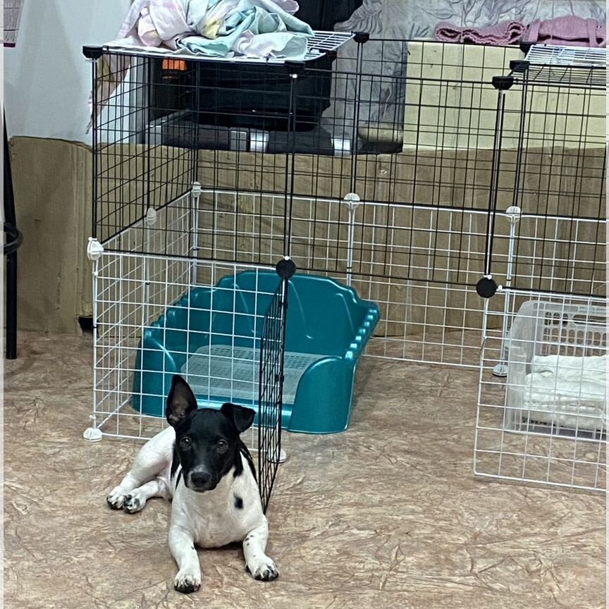 Джек-рассел-терьер, щенок