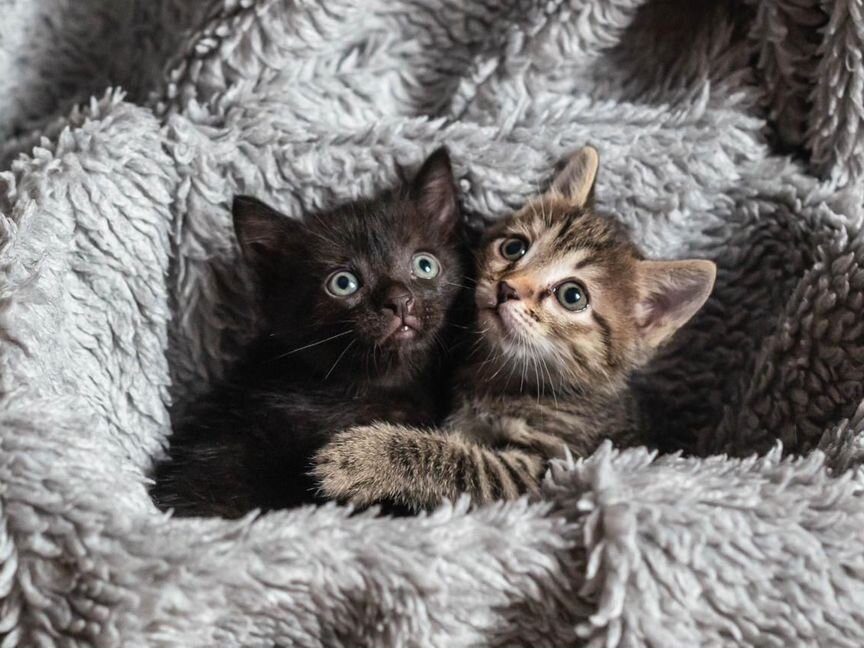 Котята в добрые руки бесплатно