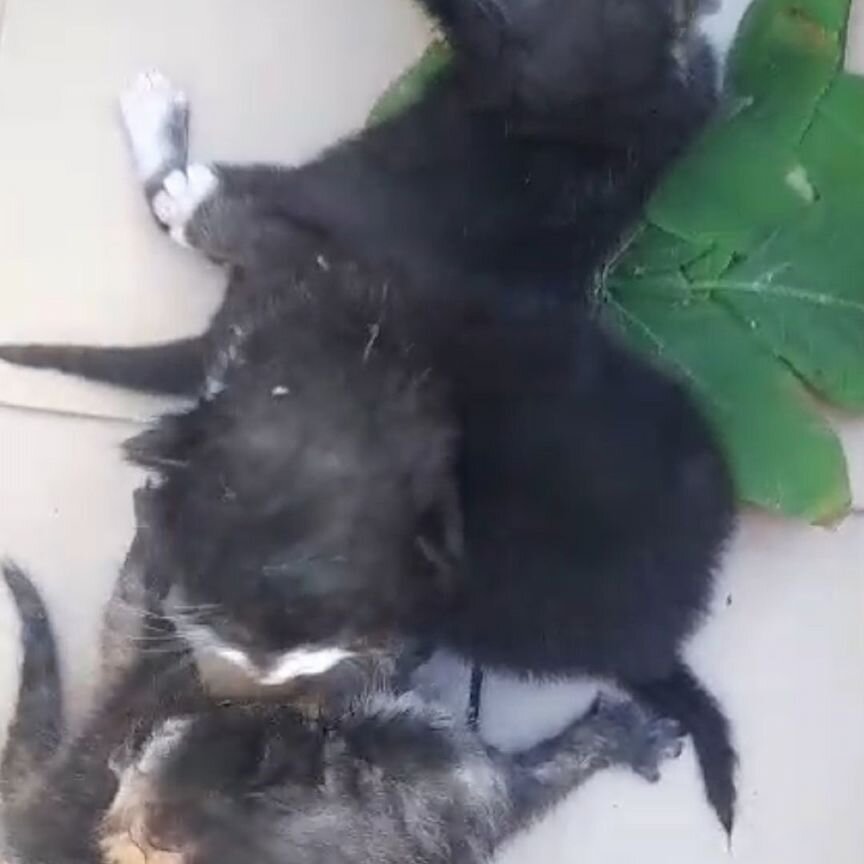 Котята