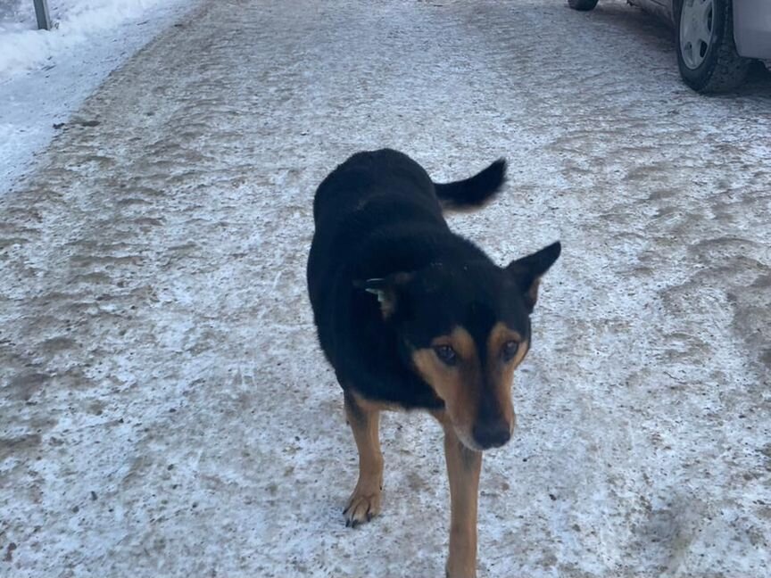 Собака