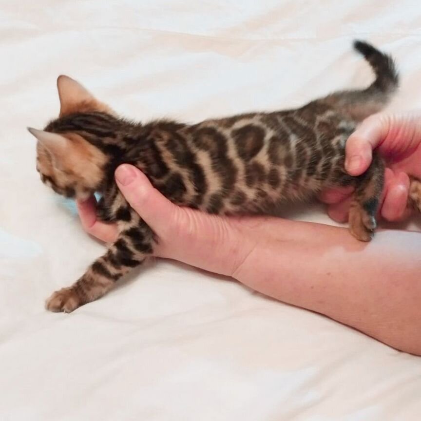Бенгальские котята, 2 мальчика 2 месяца