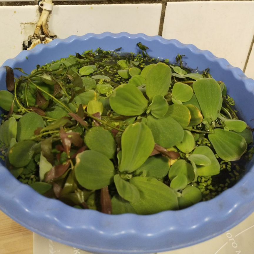 Аквариумное растение пистия и роголистник