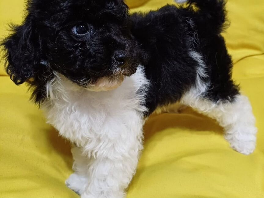 Пудель арлекин