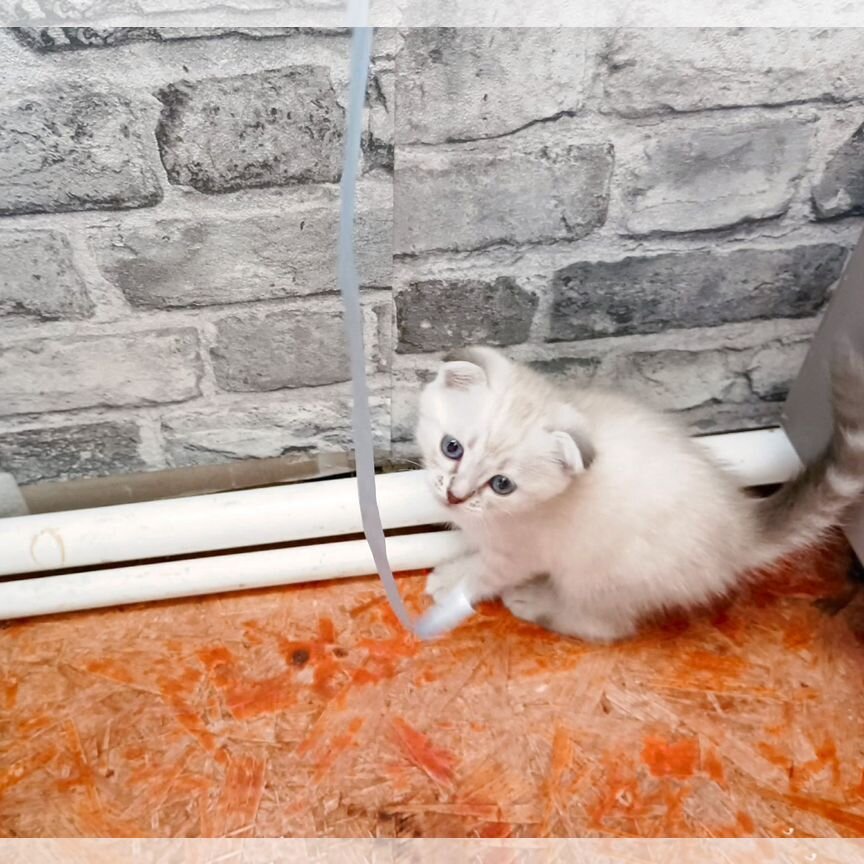 Продам кошечку