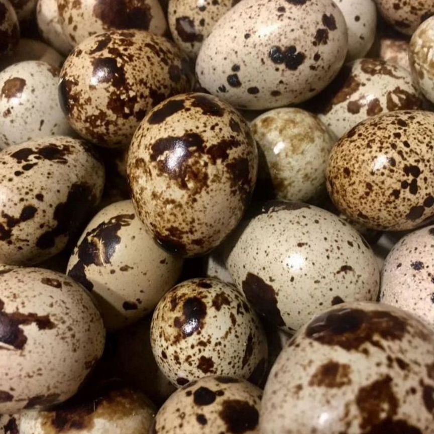 Инкубационное яйцо перепелов