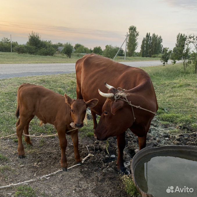 Корова с теленком