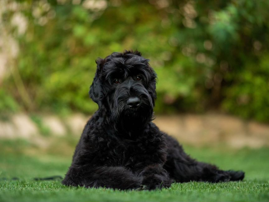 Русский черный терьер щенки