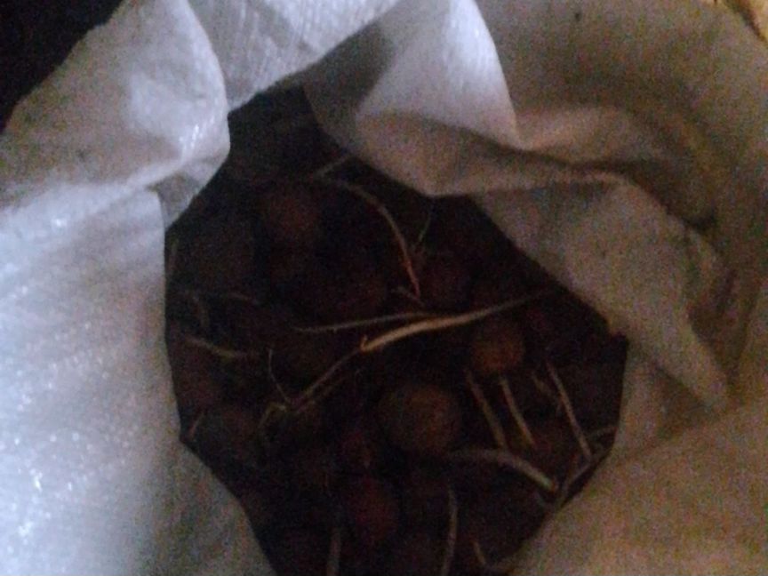 Картофель мелкий