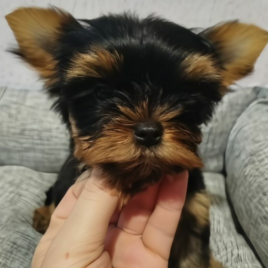 Йоркширский терьер, щенок