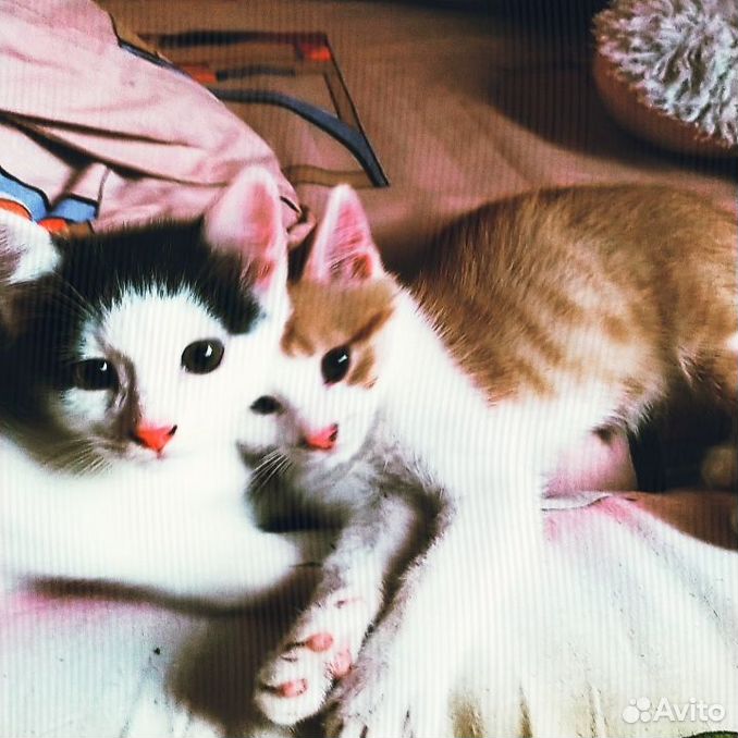 Котята в хорошие руки, очень нужно отдать