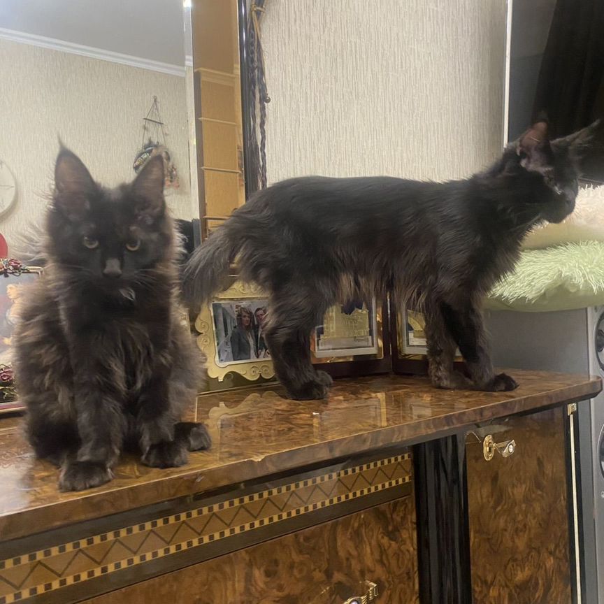 Мейн-кун черный мальчик