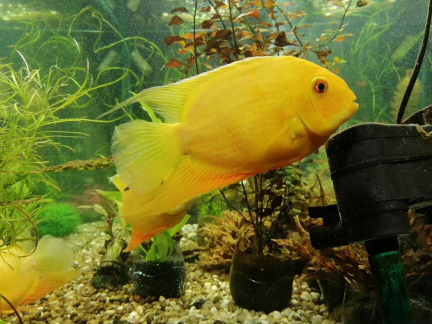 Северум красноточечный