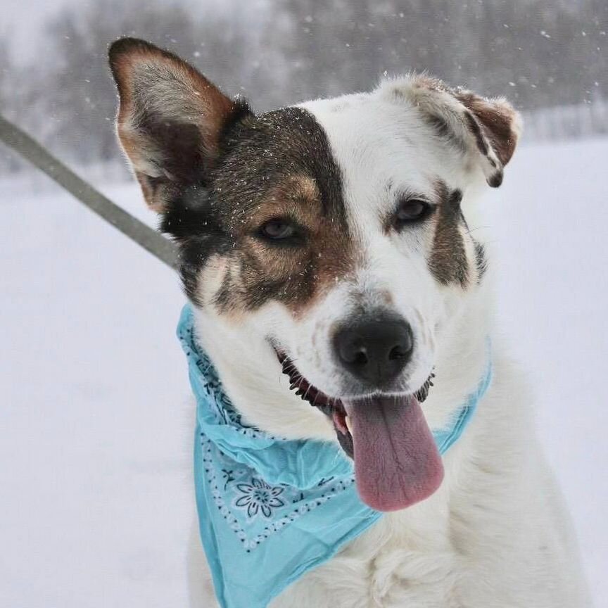 Собаки из приюта ищет семью