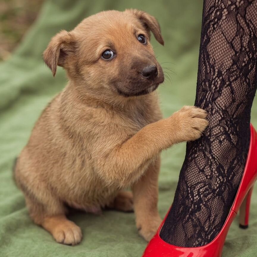 Щенок в добрые руки