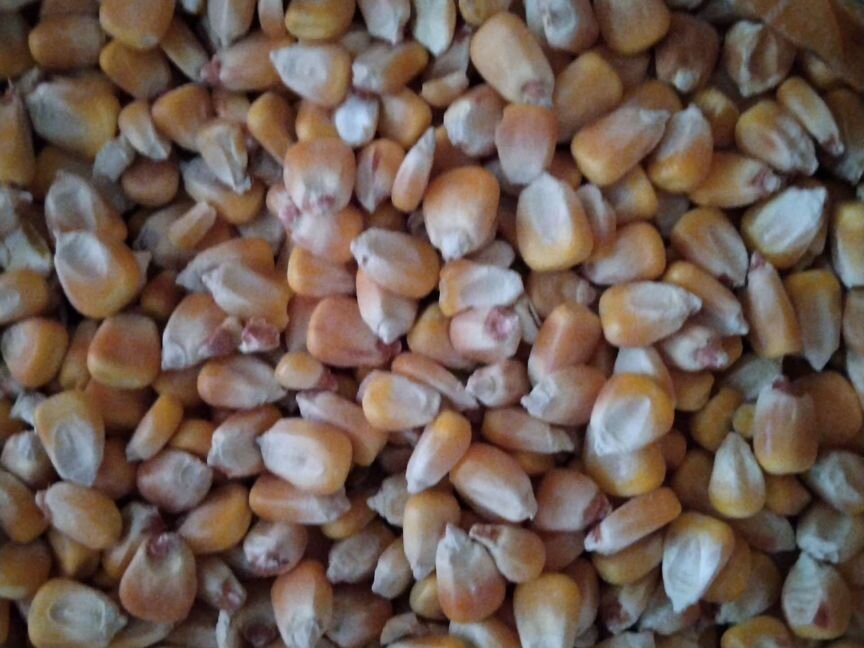 Кукуруза, Зерносмесь-пшеница ячмень кукуруза горох