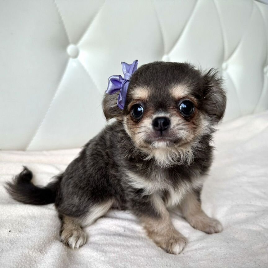 Продам щенков чихуахуа