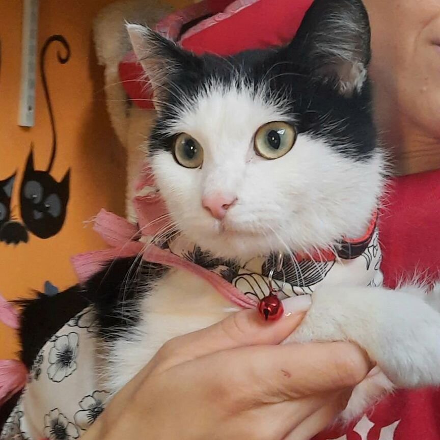 Взрослая кошка в добрые руки