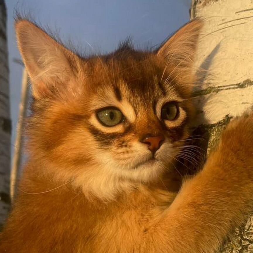 Сомалийская кошка, взрослая