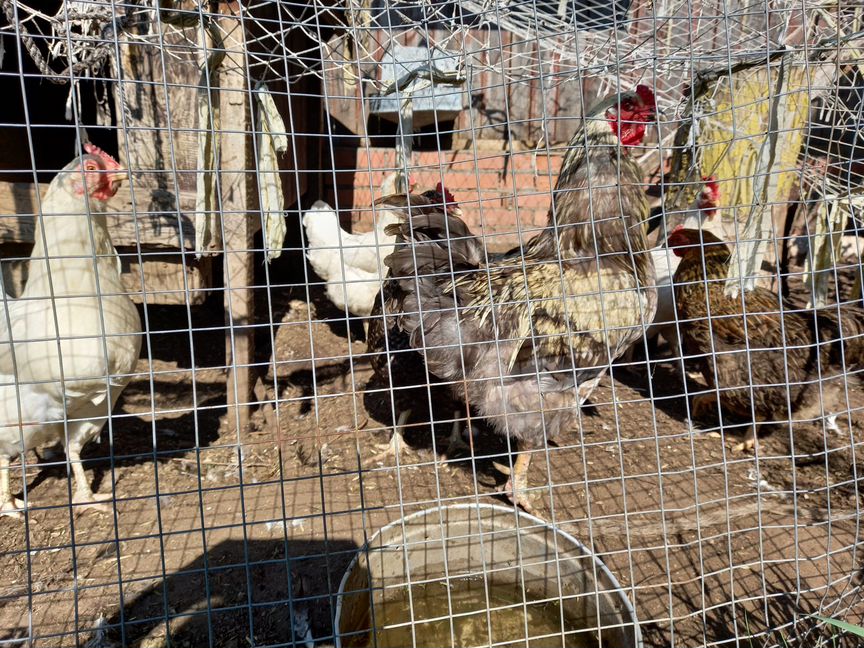 Куры несушки продам