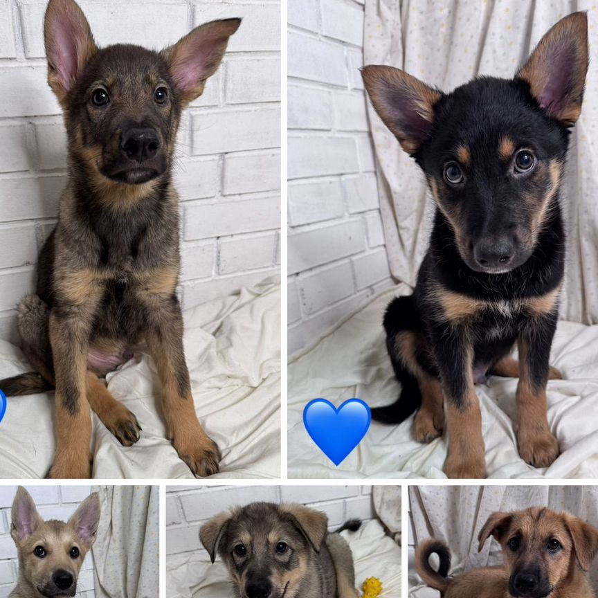 Щенок в добрые руки