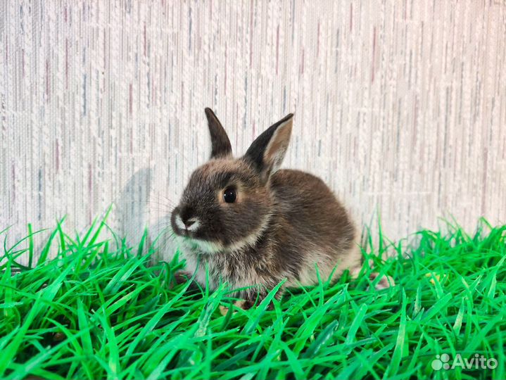 Карликовый кролик - очень редкий