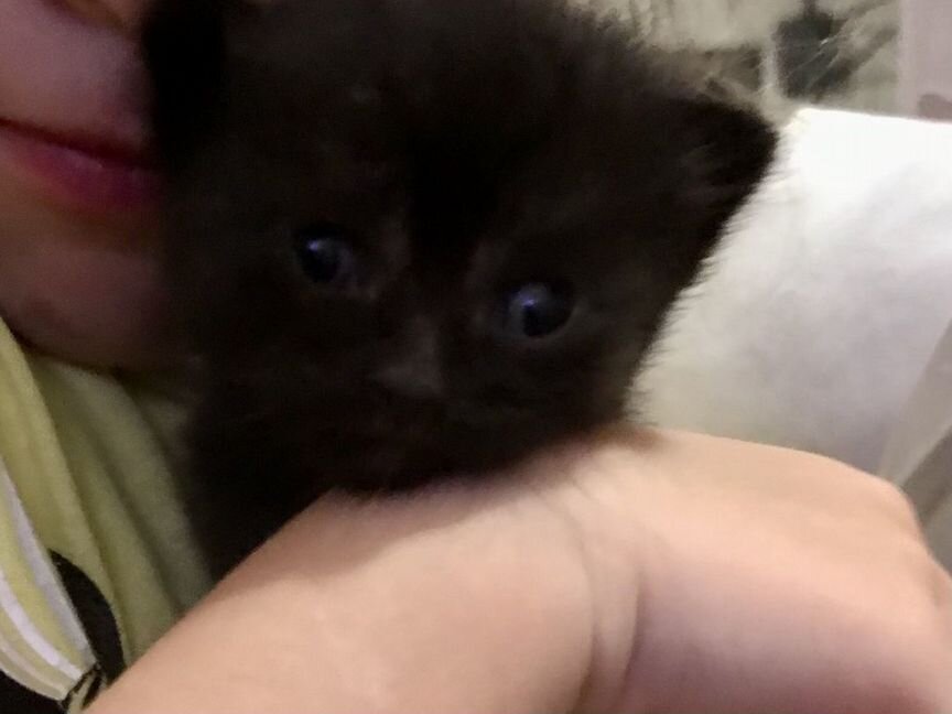 Британские котята