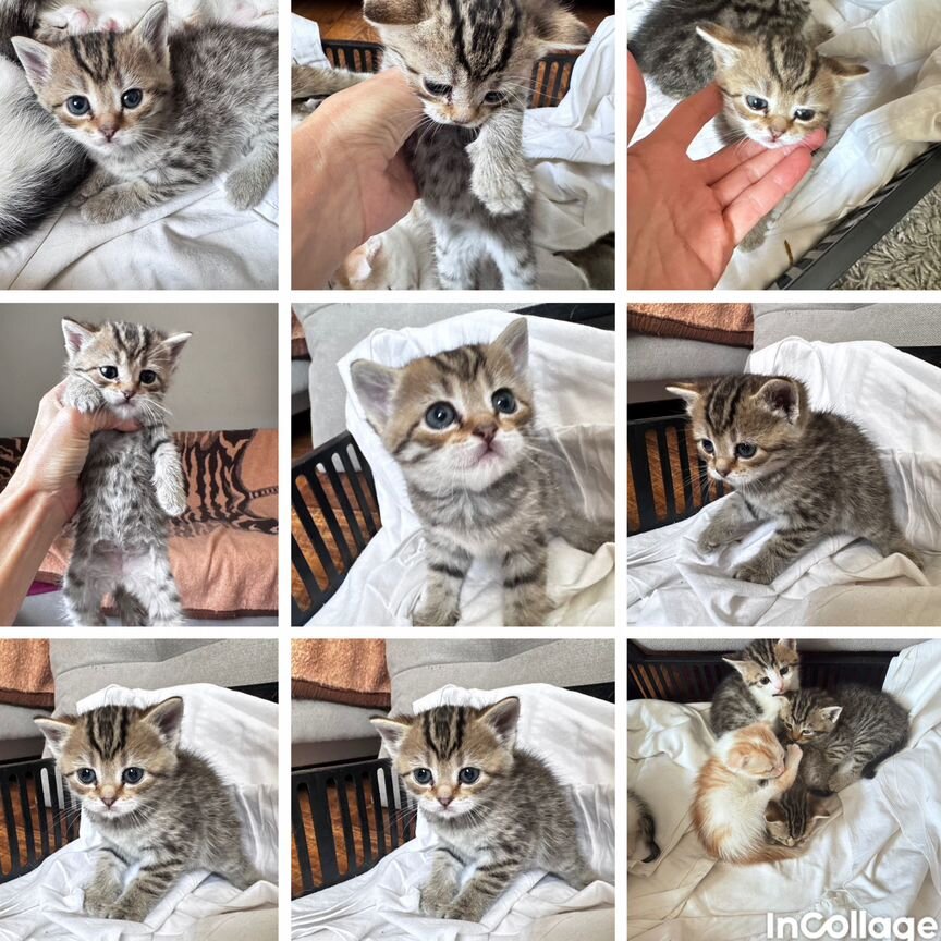 Отдам котенка в добрые руки