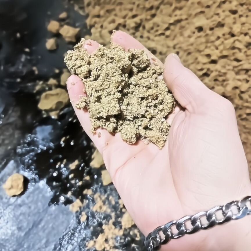 Пивная дробина влажная