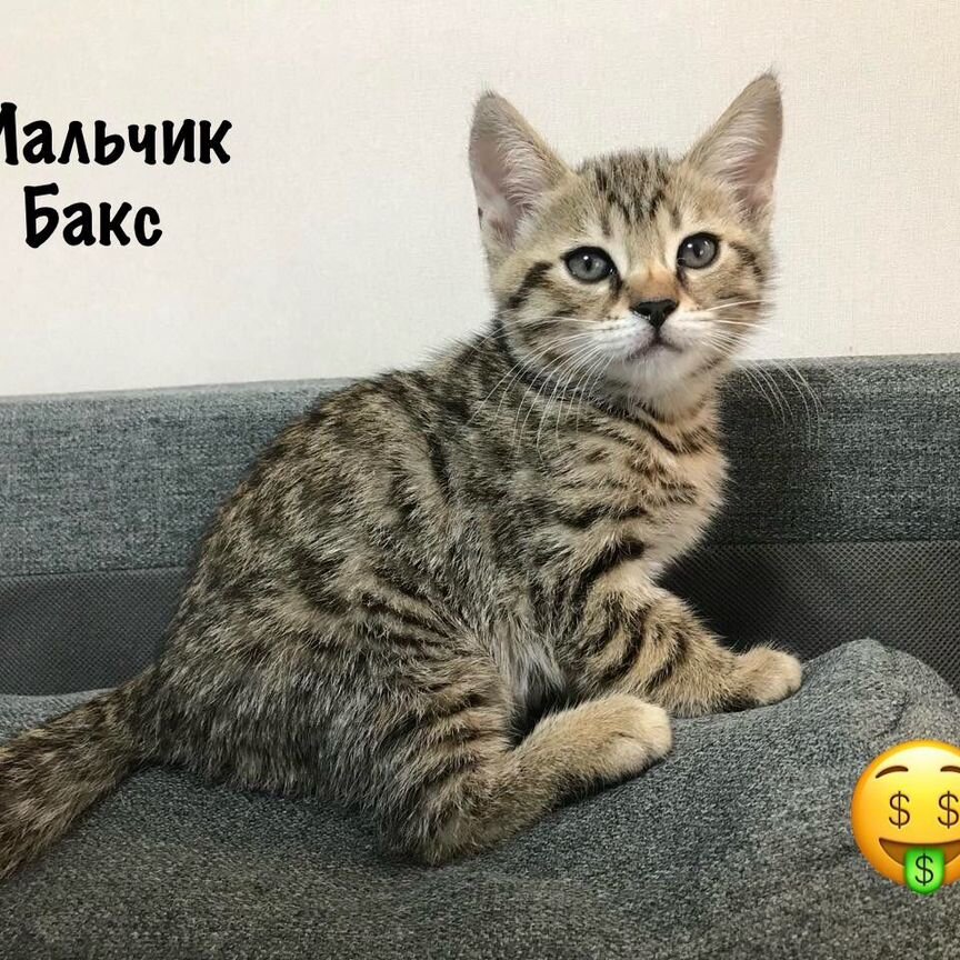 Метисы бенгальской породы и шотландской