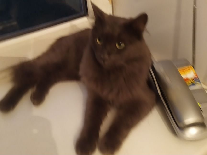 Кот