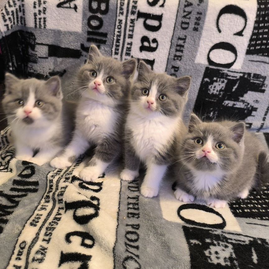 Шотландский прямоухий короткошёрстный котёнок