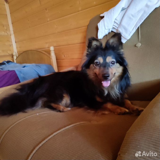 Мелкая ласковая собачуля и ее щенки ищет хозяина