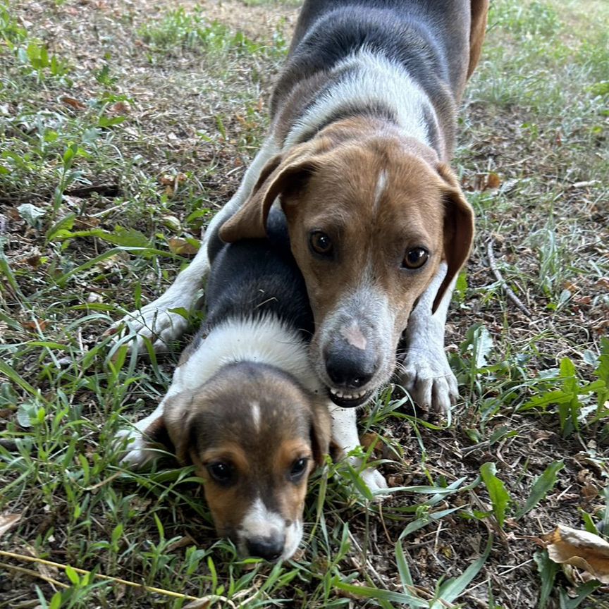 Эстонская гончая
