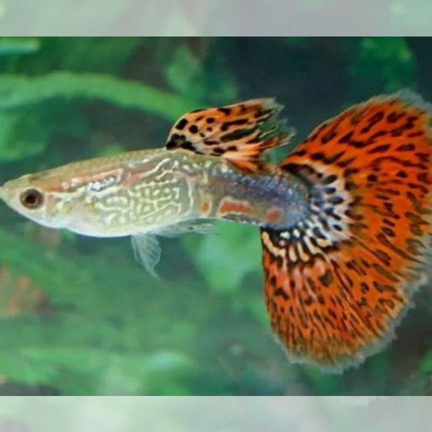 Гуппи кобра красная