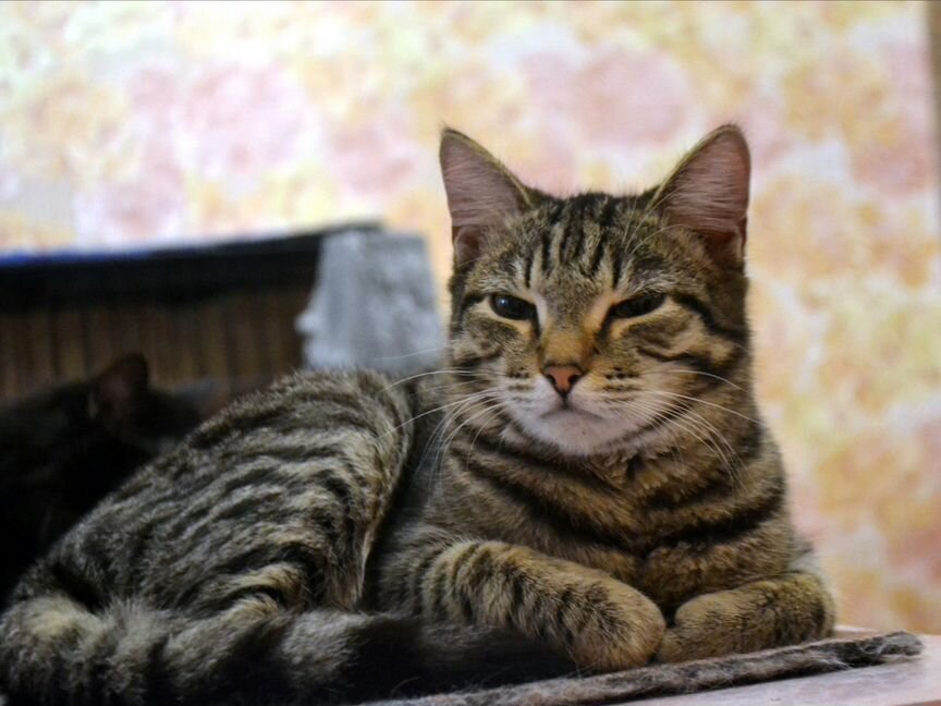 Отдам молодого кота