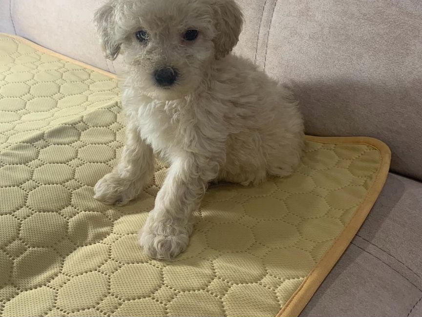 Миниатюрный пудель щенки