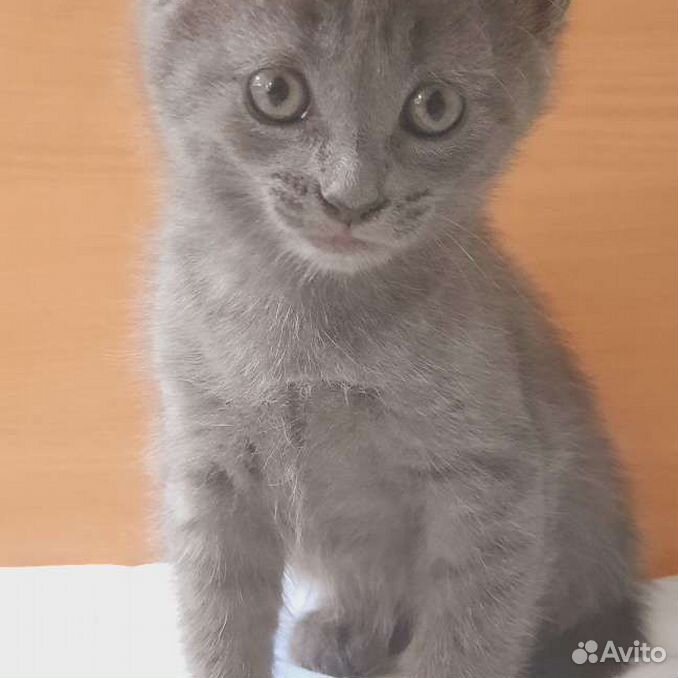 Котята русская голубая