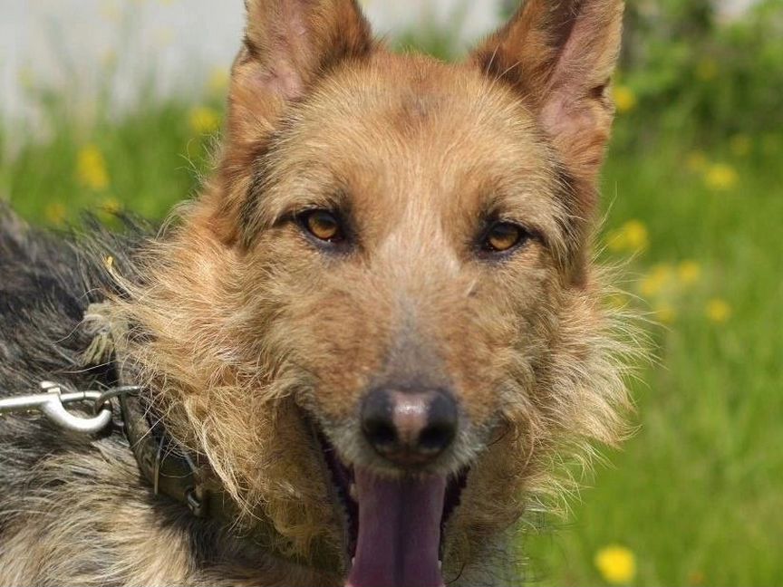 Обаятельный пес Ронни