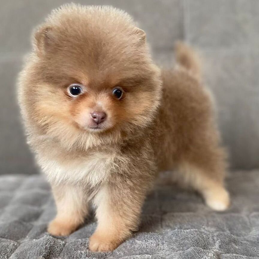 Померанский шпиц, щенок